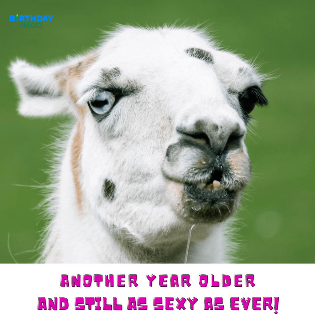 10+ Happy Birthday Memes Funny For Special Day - Birthday Stock