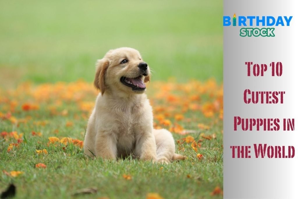 Top 10 Cutest Puppies In The World - Birthday Stock