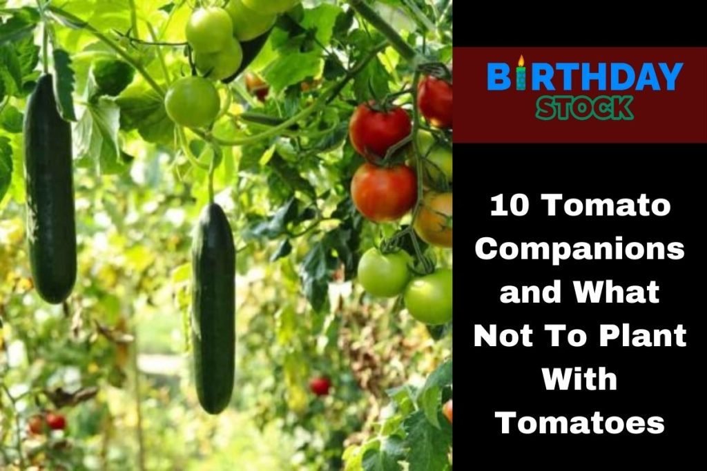 10 Tomato Companions And What Not To Plant With Tomatoes - Birthday Stock