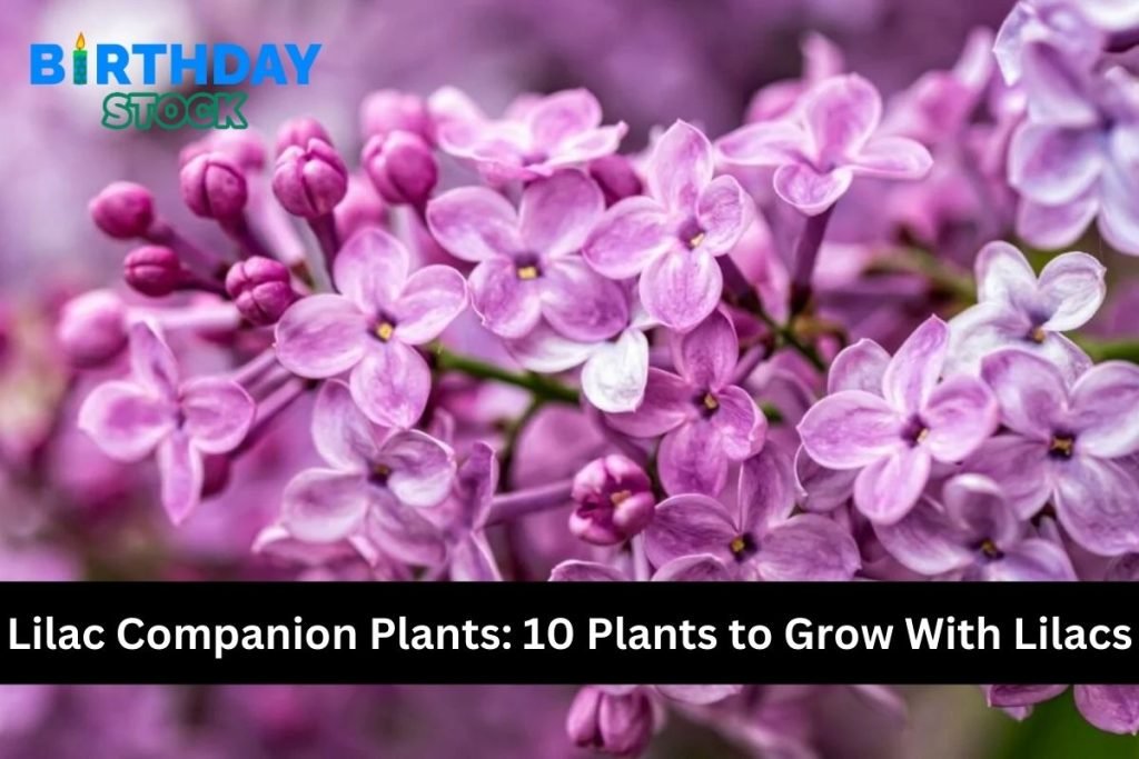 Lilac Companion Plants: 10 Plants To Grow With Lilacs - Birthday Stock