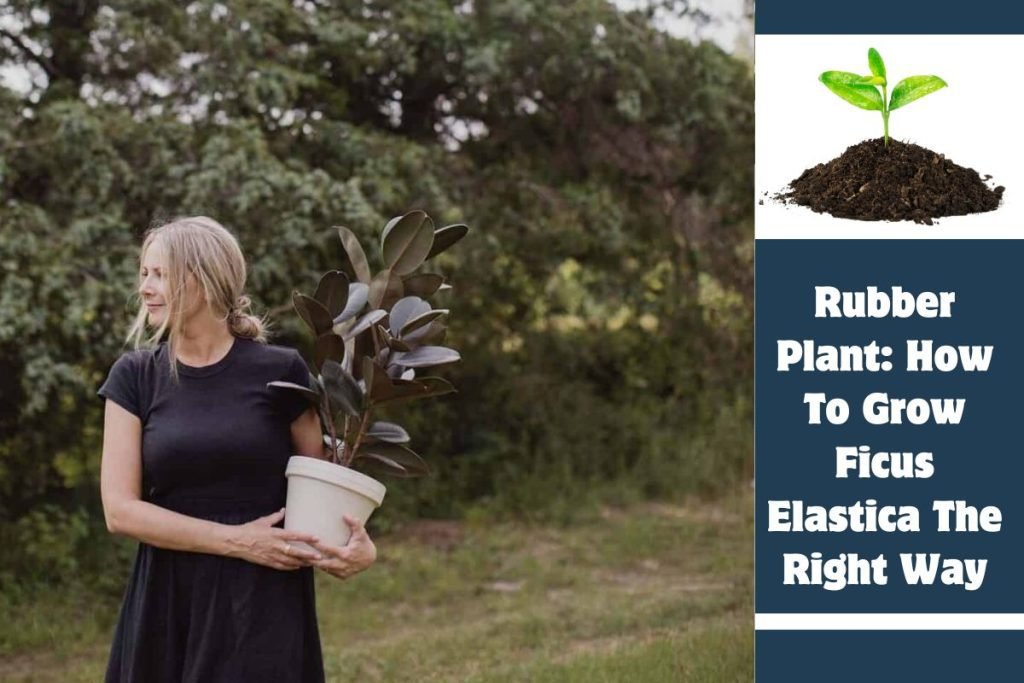 Rubber Plant: How To Grow Ficus Elastica The Right Way - Birthday Stock