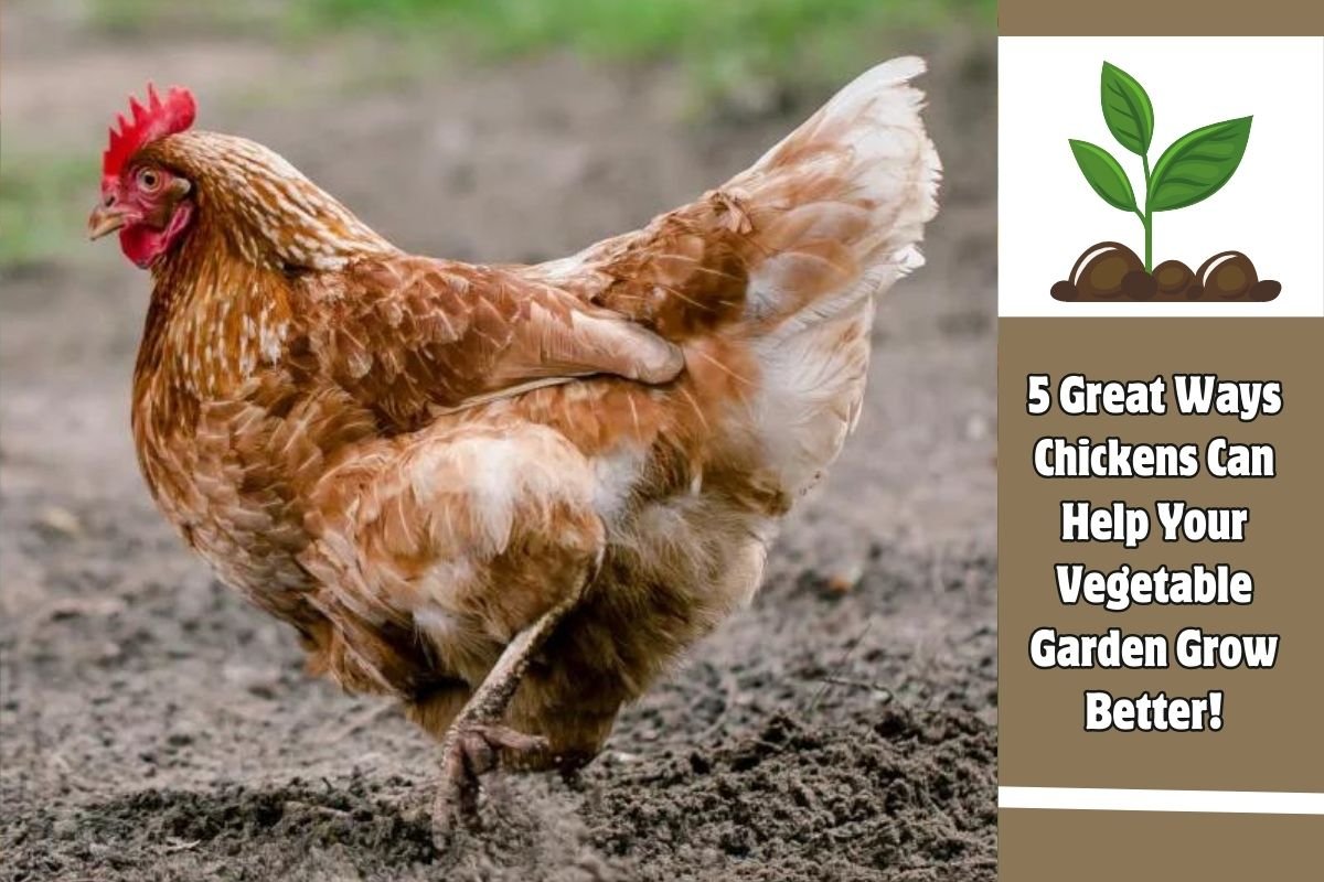 5 Great Ways Chickens Can Help Your Vegetable Garden Grow Better ...