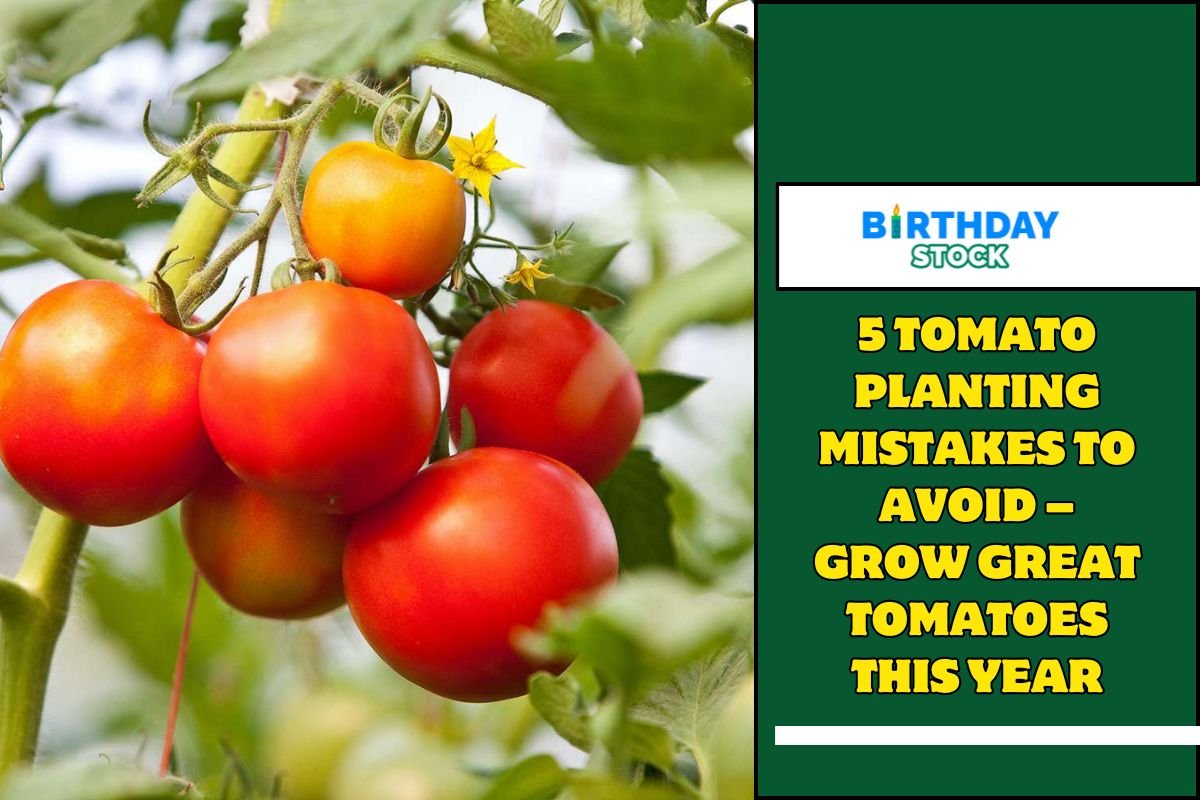 5 Tomato Planting Mistakes To Avoid – Grow Great Tomatoes This Year ...