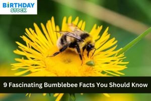 9 Fascinating Bumblebee Facts You Should Know - Birthday Stock