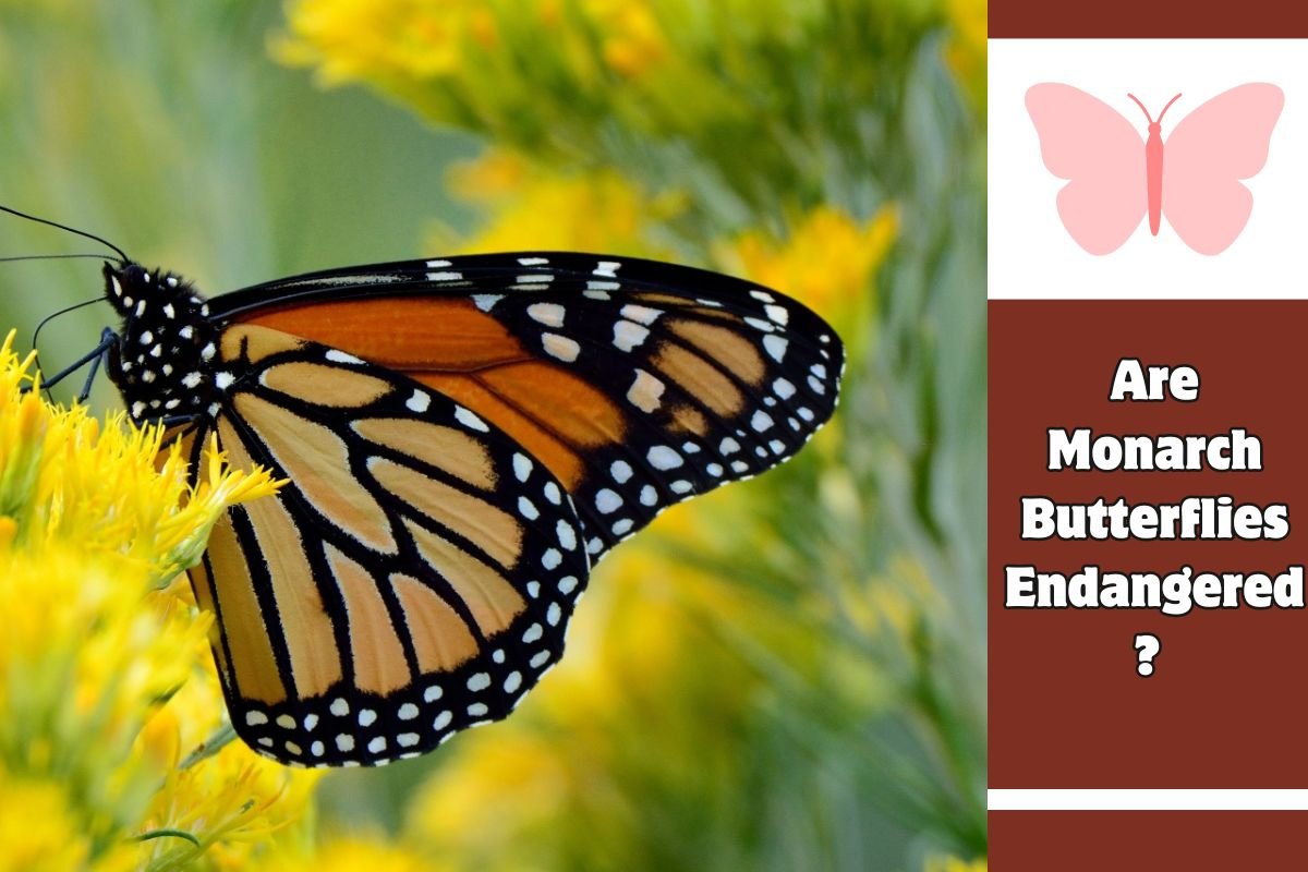 Are Monarch Butterflies Endangered? - Birthday Stock