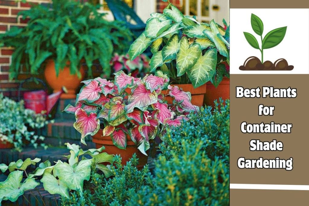 Best Plants For Container Shade Gardening - Birthday Stock
