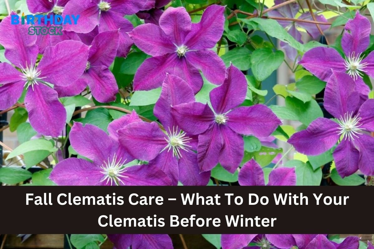 Fall Clematis Care – What To Do With Your Clematis Before Winter ...