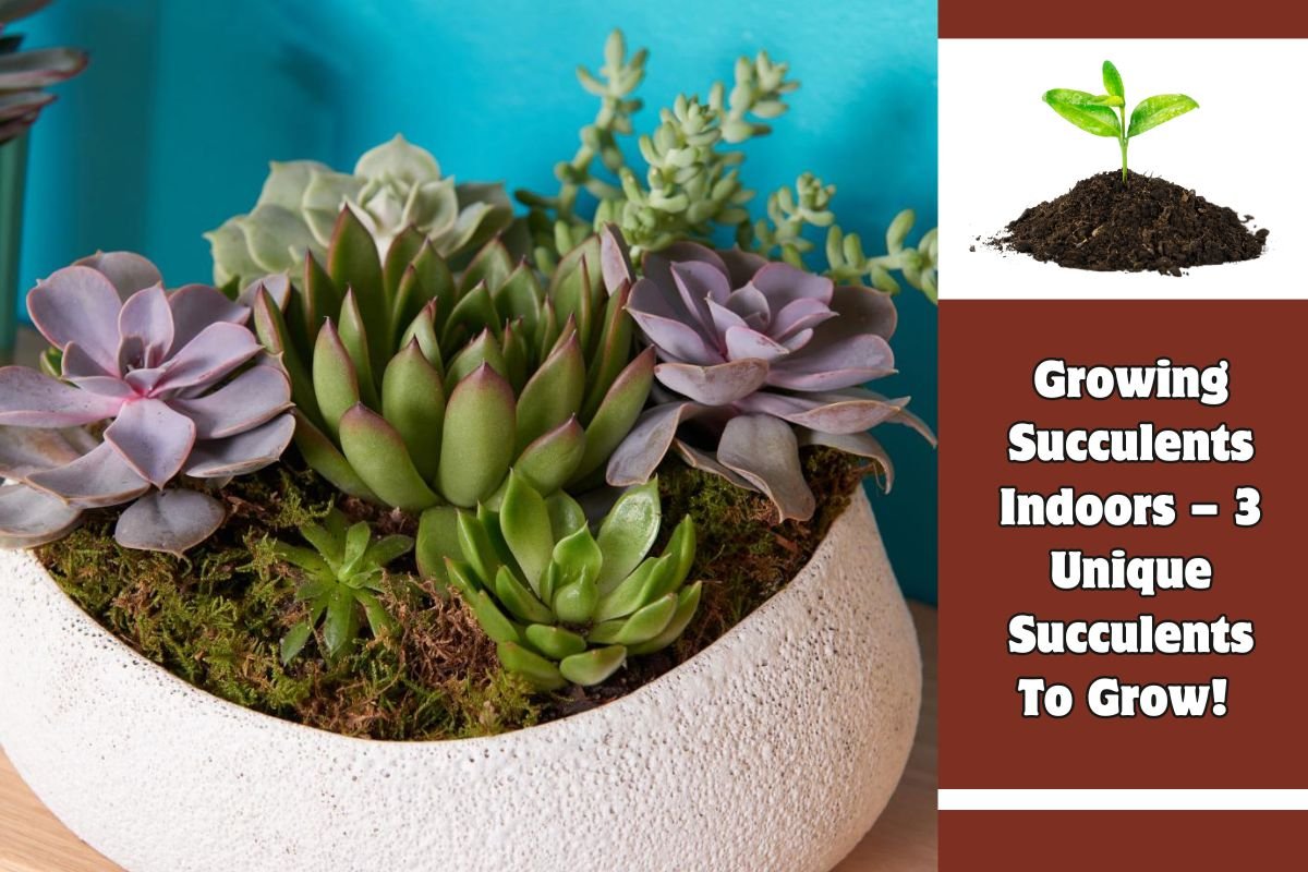 Growing Succulents Indoors – 3 Unique Succulents To Grow! - Birthday Stock