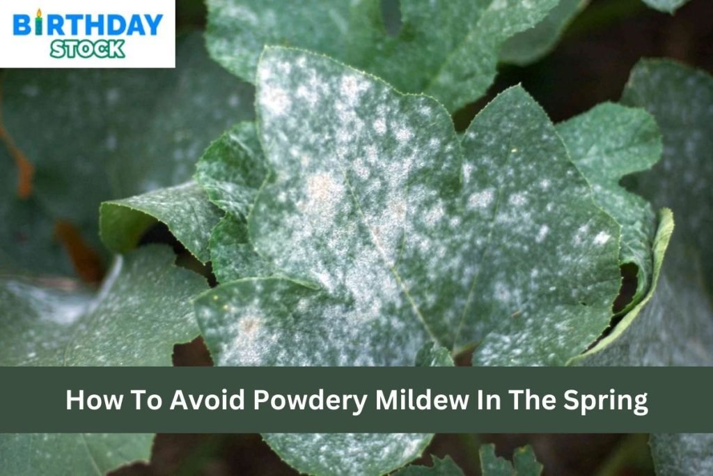 How To Avoid Powdery Mildew In The Spring - Birthday Stock