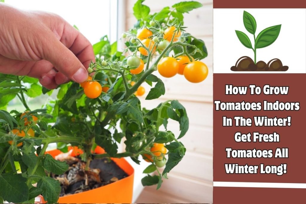 How To Grow Tomatoes Indoors In The Winter! Get Fresh Tomatoes All ...