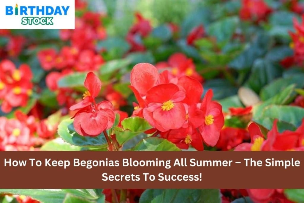 How To Keep Begonias Blooming All Summer – The Simple Secrets To ...
