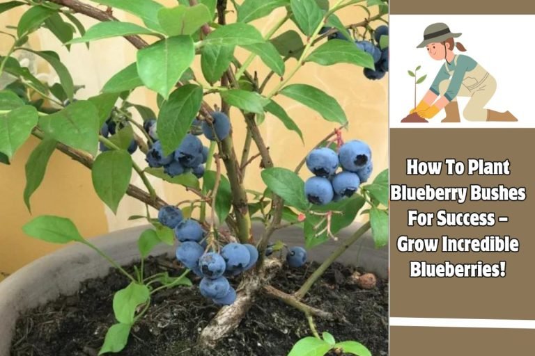 How To Plant Blueberry Bushes For Success – Grow Incredible Blueberries ...