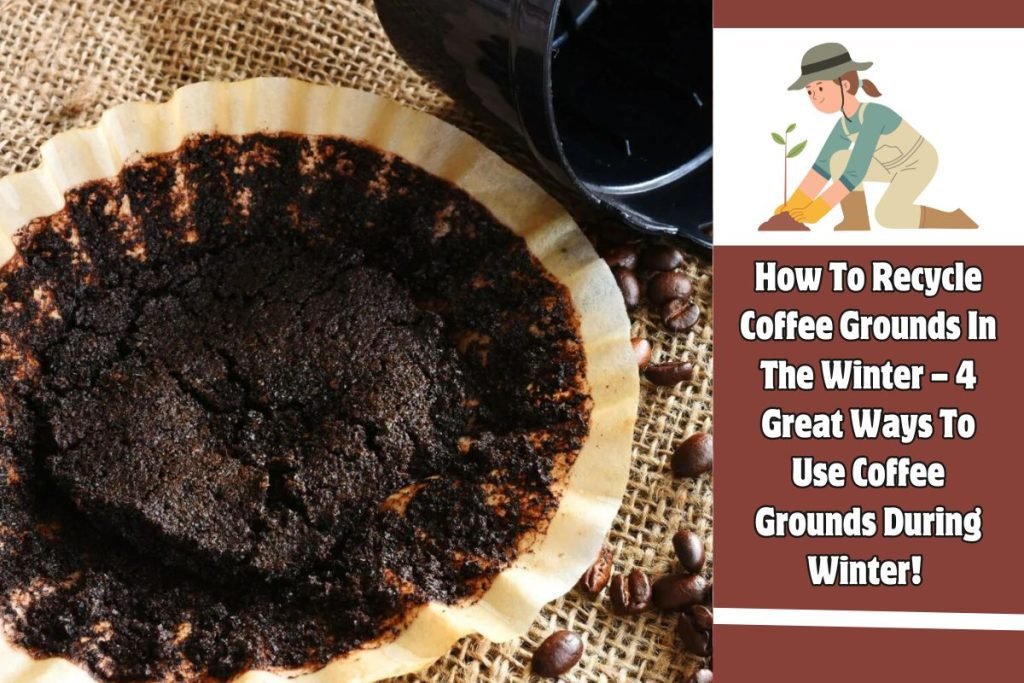 How To Recycle Coffee Grounds In The Winter – 4 Great Ways To Use ...