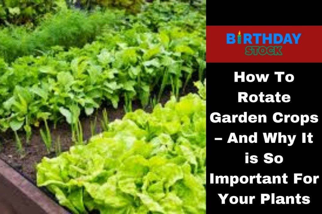 How To Rotate Garden Crops – And Why It Is So Important For Your Plants ...