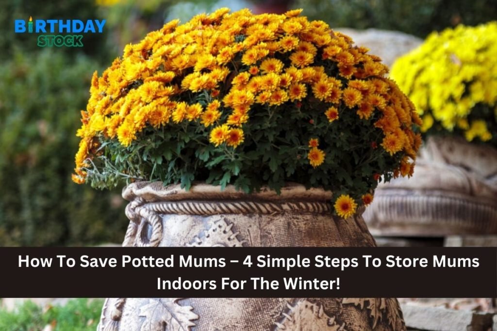 How To Save Potted Mums – 4 Simple Steps To Store Mums Indoors For The ...