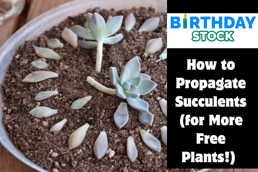 How To Propagate Succulents (for More Free Plants!) - Birthday Stock