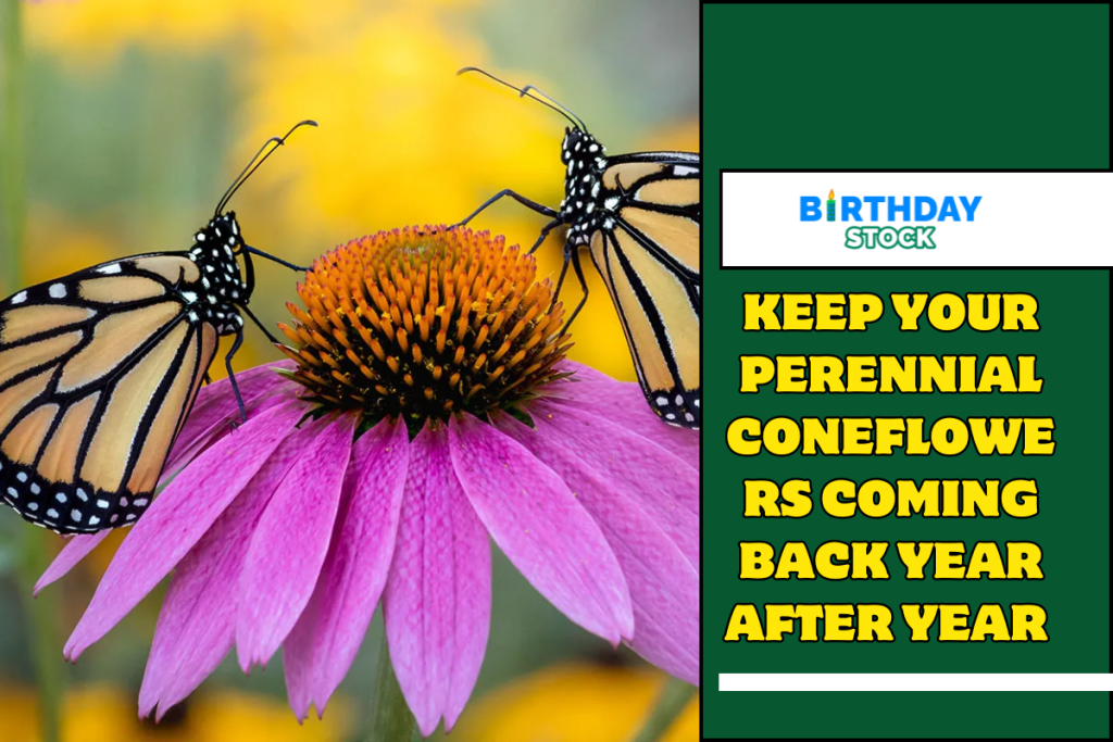 Keep Your Perennial Coneflowers Coming Back Year After Year - Birthday ...