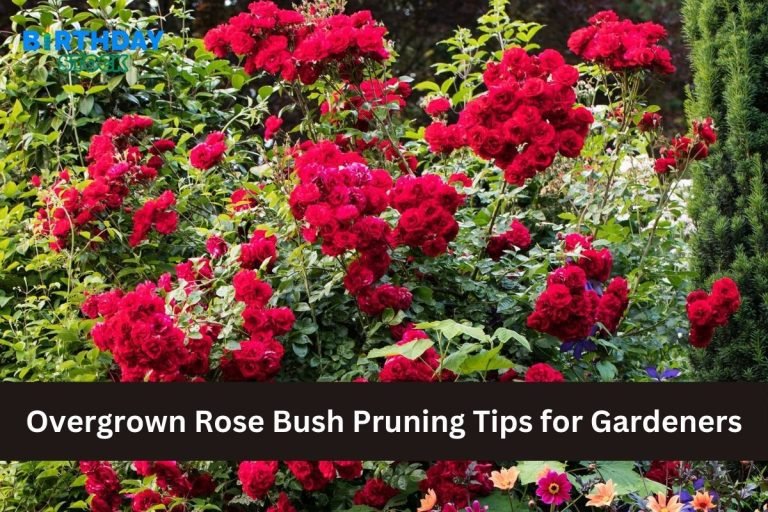 Overgrown Rose Bush Pruning Tips For Gardeners - Birthday Stock