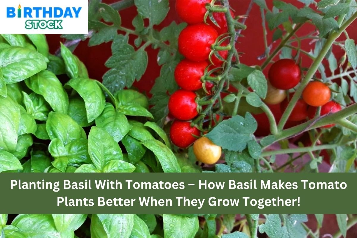 Planting Basil With Tomatoes – How Basil Makes Tomato Plants Better ...