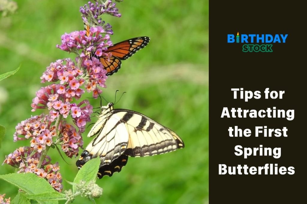 Tips For Attracting The First Spring Butterflies - Birthday Stock