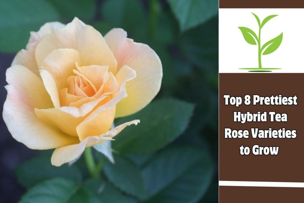 Top 8 Prettiest Hybrid Tea Rose Varieties To Grow - Birthday Stock