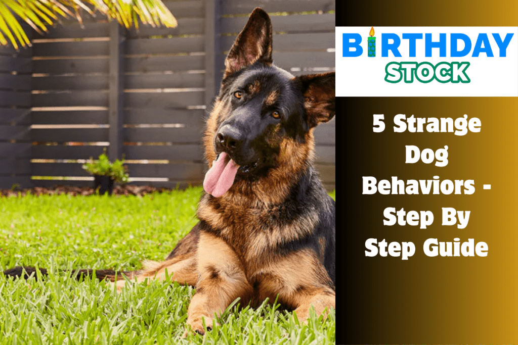 5 Strange Dog Behaviors - Step By Step Guide - Birthday Stock