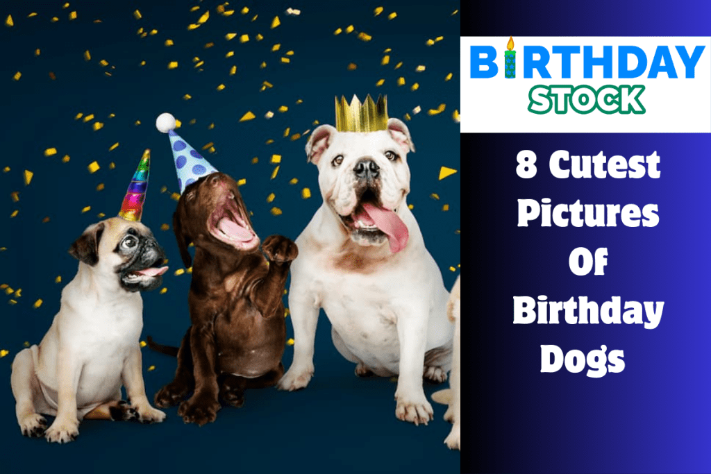 8 Cutest Pictures Of Birthday Dogs - Birthday Stock