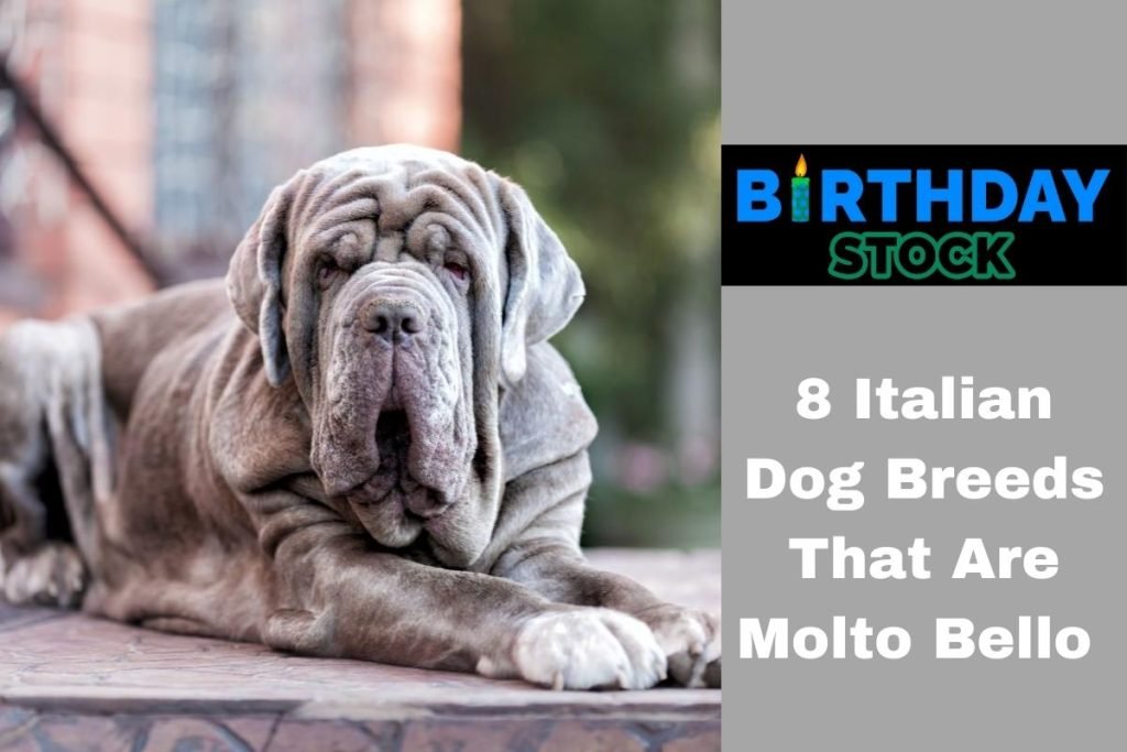 8 Italian Dog Breeds That Are Molto Bello - Birthday Stock