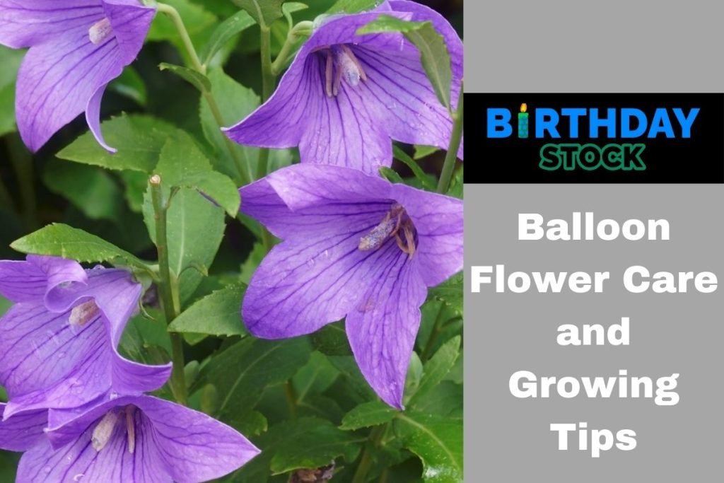 Balloon Flower Care And Growing Tips - Birthday Stock