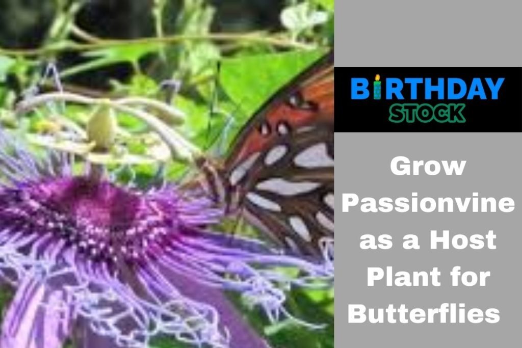 Grow Passionvine As A Host Plant For Butterflies - Birthday Stock