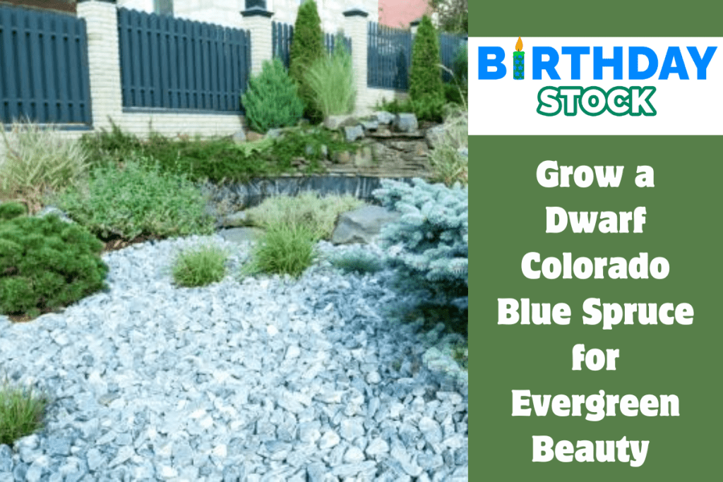 Grow A Dwarf Colorado Blue Spruce For Evergreen Beauty - Birthday Stock