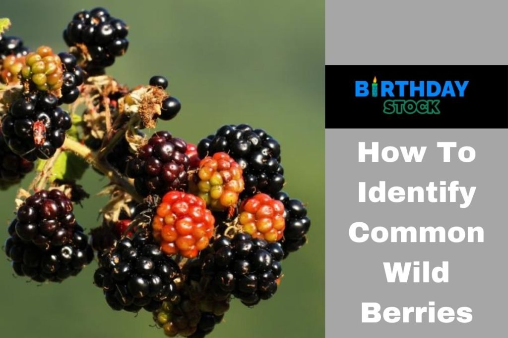 How To Identify Common Wild Berries - Birthday Stock