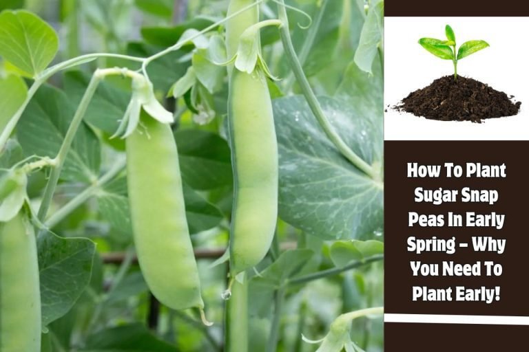 How To Plant Sugar Snap Peas In Early Spring – Why You Need To Plant ...