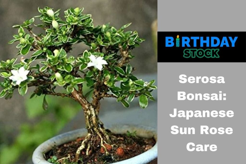 Serosa Bonsai: Japanese Sun Rose Care - Birthday Stock