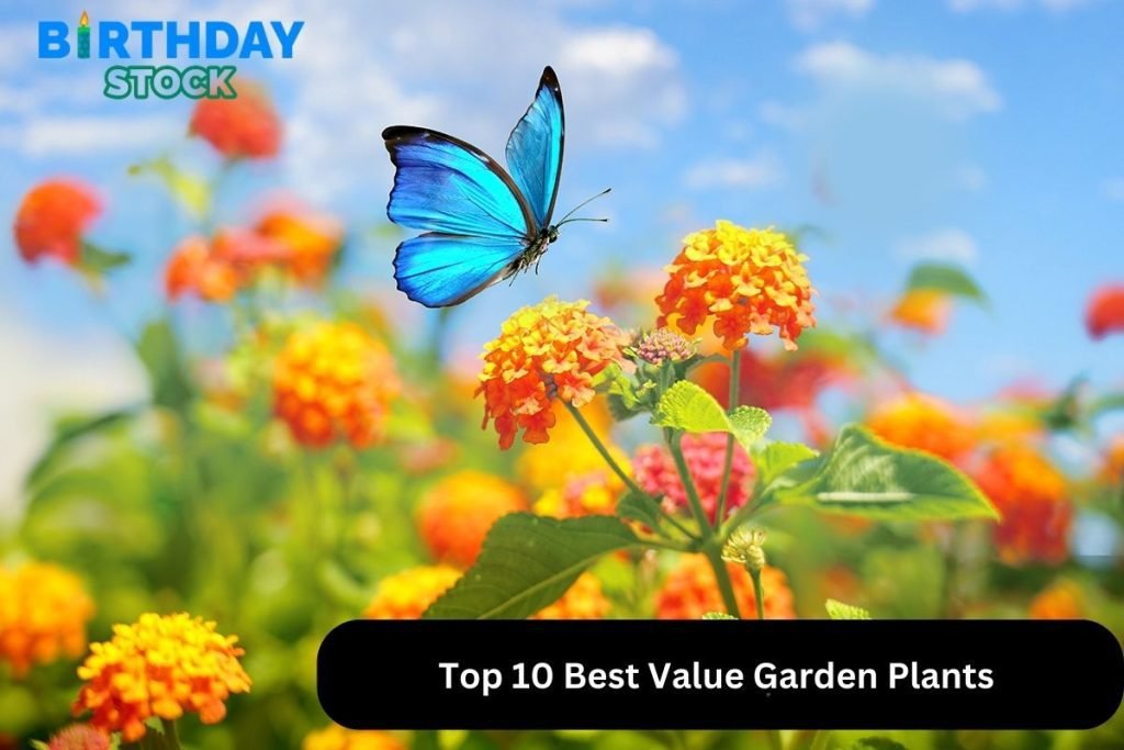 Top 10 Best Value Garden Plants - Birthday Stock