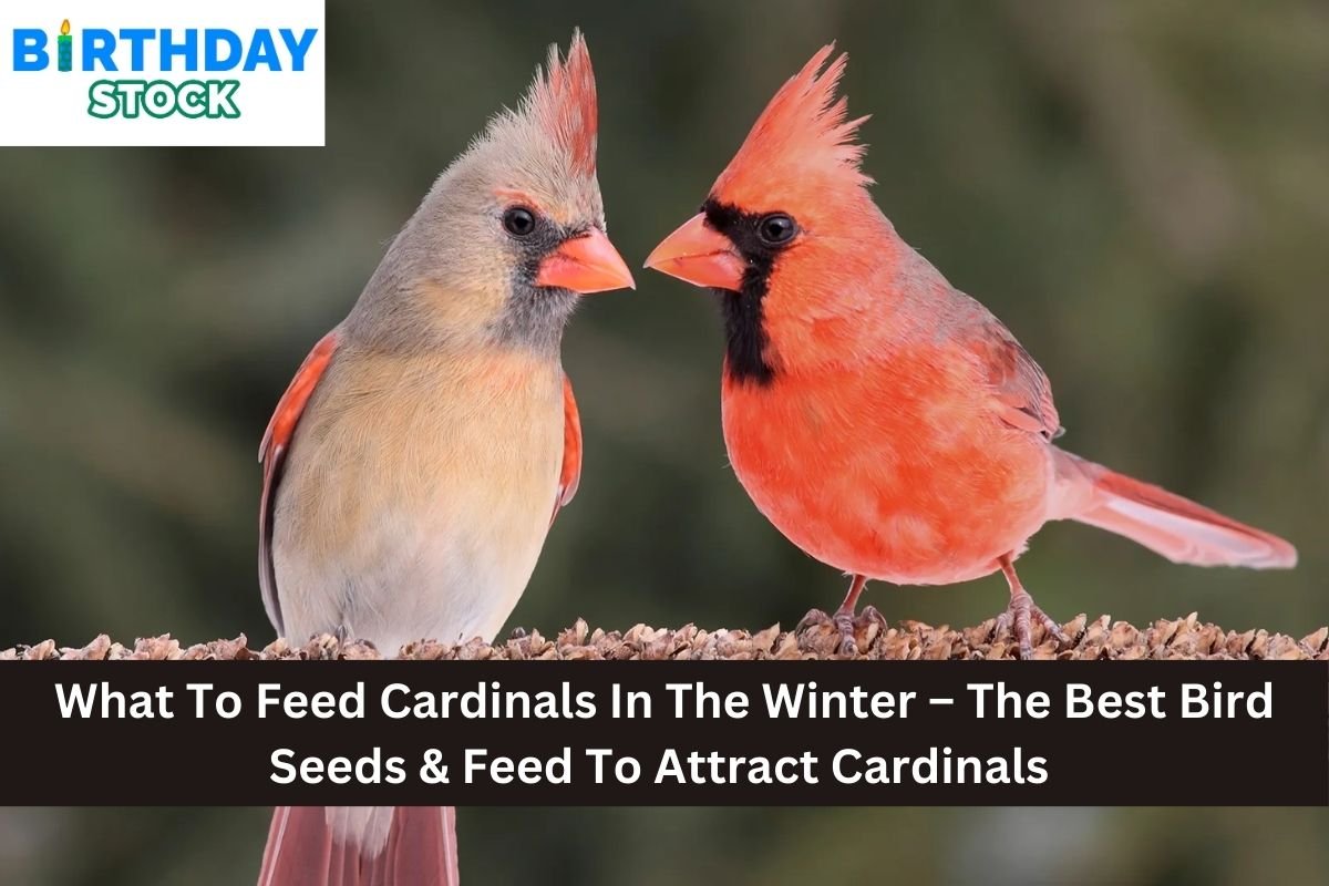 What To Feed Cardinals In The Winter – The Best Bird Seeds & Feed To ...