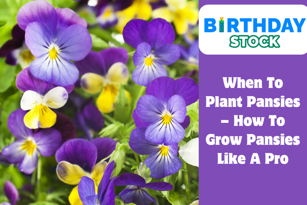 When To Plant Pansies – How To Grow Pansies Like A Pro - Birthday Stock