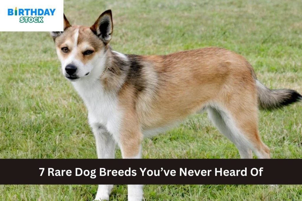 7 Rare Dog Breeds You’ve Never Heard Of - Birthday Stock