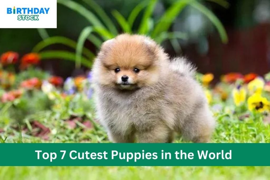 Top 7 Cutest Puppies In The World - Birthday Stock